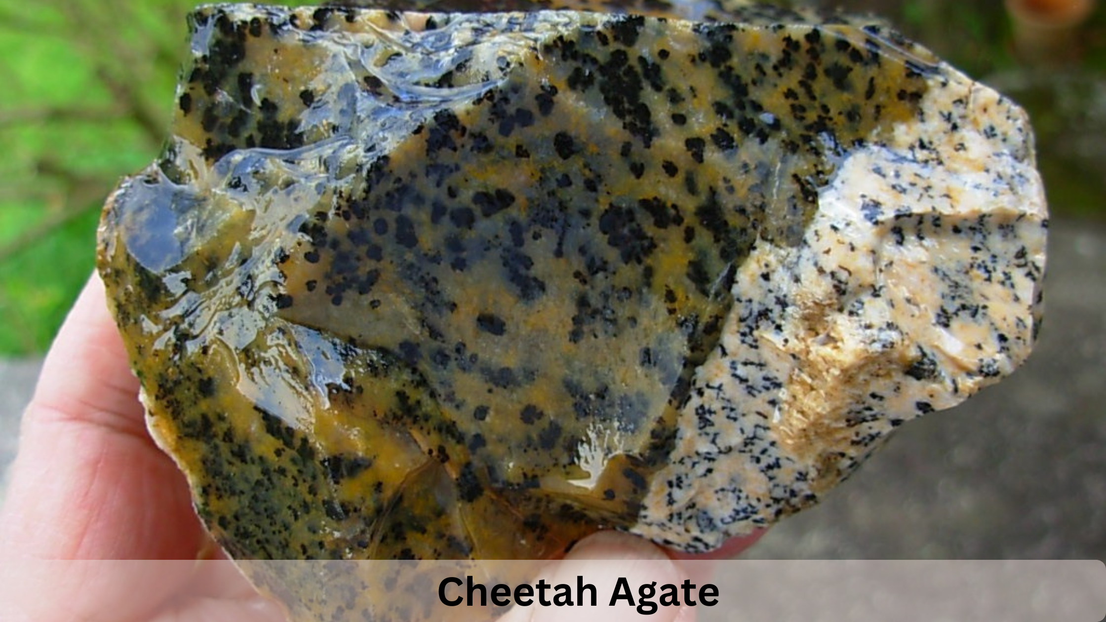 Unveiling the Beauty and Benefits of Cheetah Agate: - Astrodhan